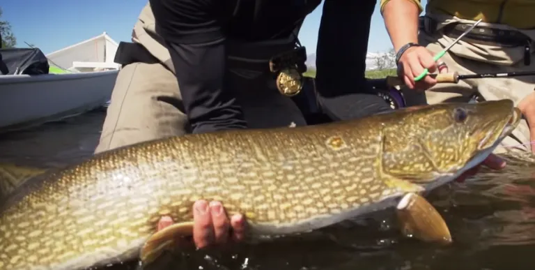 Fly Fishing Muskie, Pike & Pickerel: Your Ultimate Guide « Anchor Fly